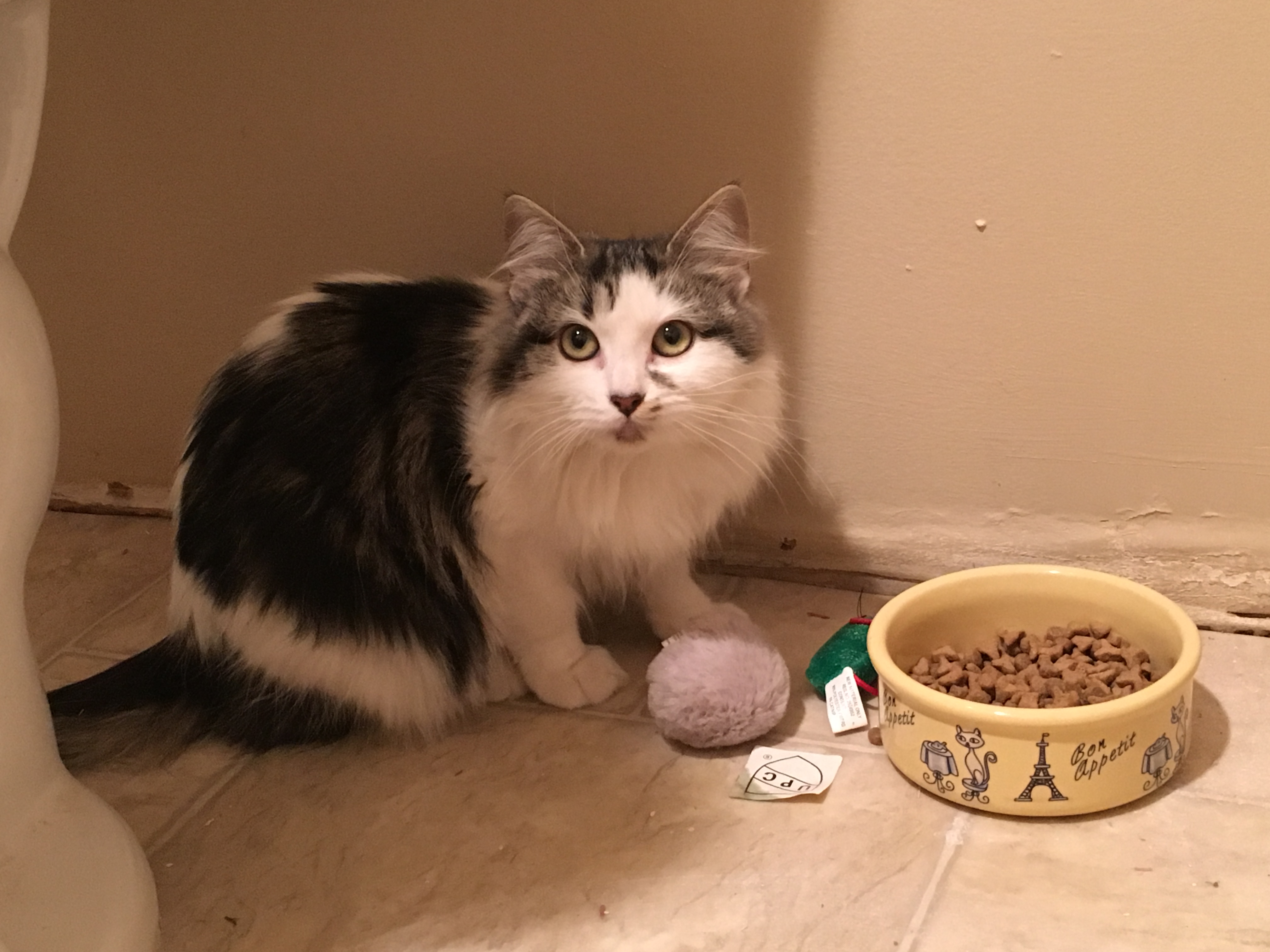 Pangur Ban – The Scholar and His Cat | thekiltedwoodworker