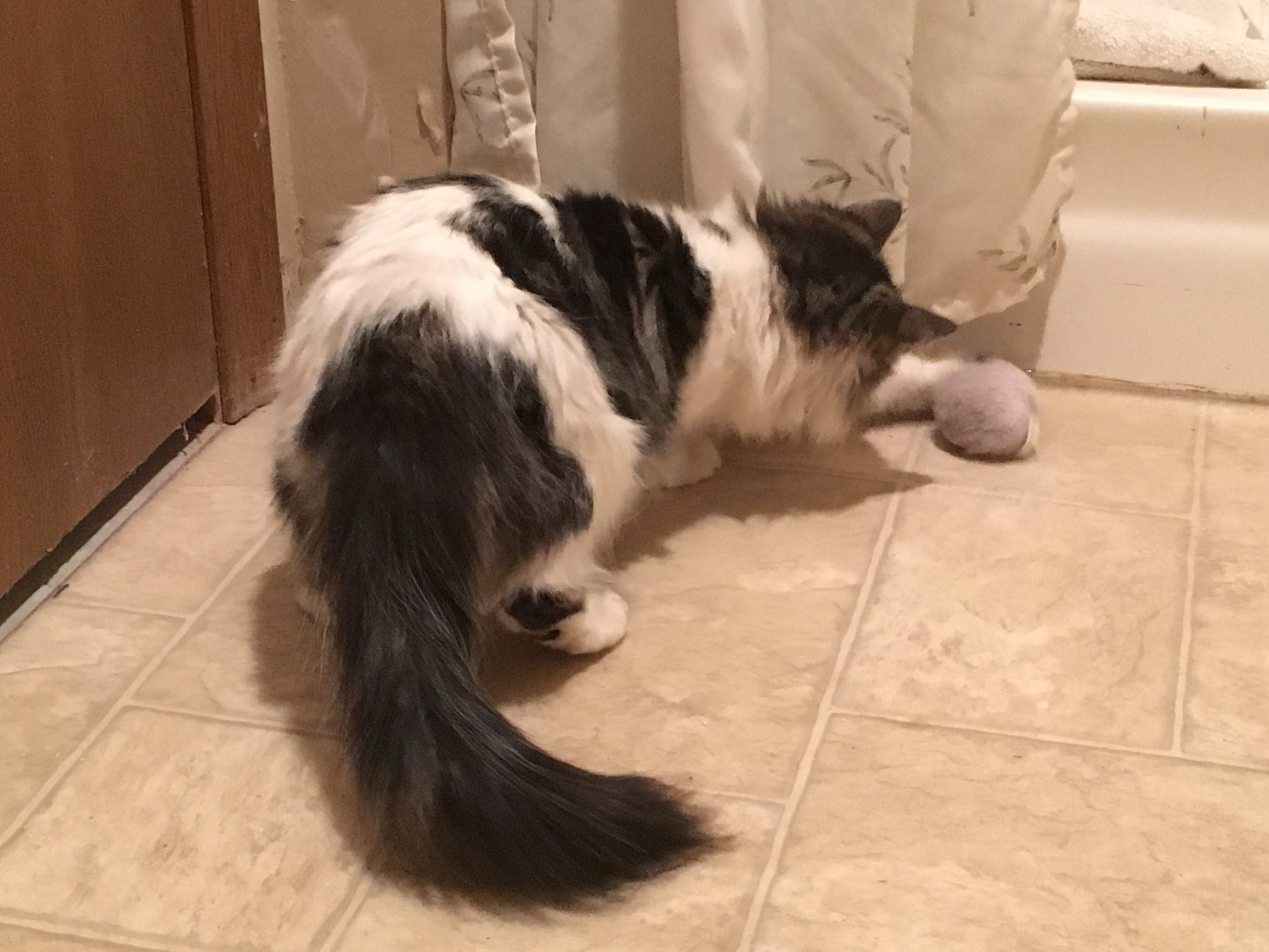 Pangur Ban – The Scholar and His Cat | thekiltedwoodworker